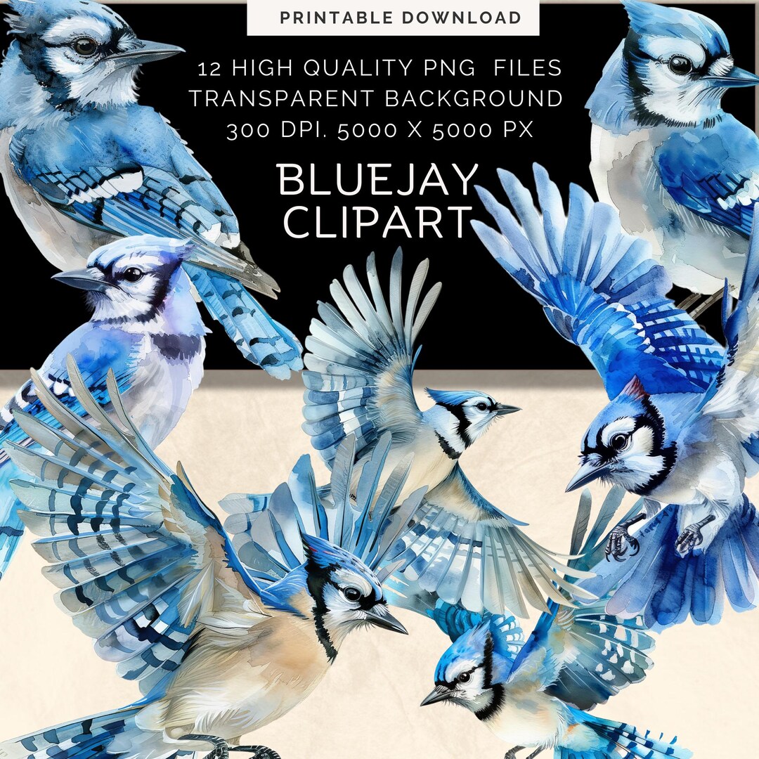 Blue Jay Clipart, Collage Crafts, Bluejay Clipart, Digital Download ...