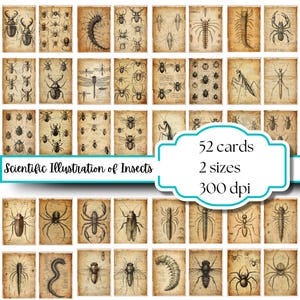 Vintage Insects Junk Journal Pages, Digital Scrapbook Paper Kit ...