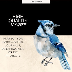 Blue Jay Clipart, Collage Crafts, Bluejay Clipart, Digital Download ...