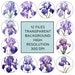 Wild Iris Watercolor Clipart Wild Iris Flowers Watercolor Floral Clipart Wedding Clipart Spring ...