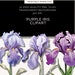 Wild Iris Watercolor Clipart Wild Iris Flowers Watercolor Floral Clipart Wedding Clipart Spring ...