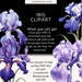 Wild Iris Watercolor Clipart Wild Iris Flowers Watercolor Floral Clipart Wedding Clipart Spring ...