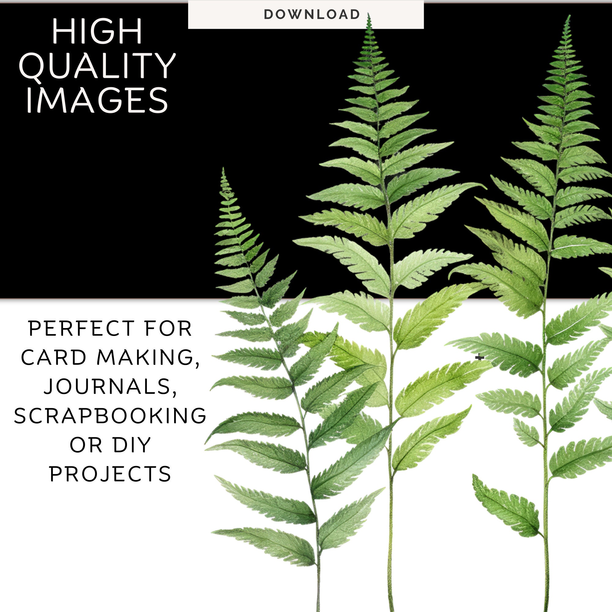 Fern Clipart Paper Craft Fern Png Jpg Eucalyptus Clipart Boho Wedding ...
