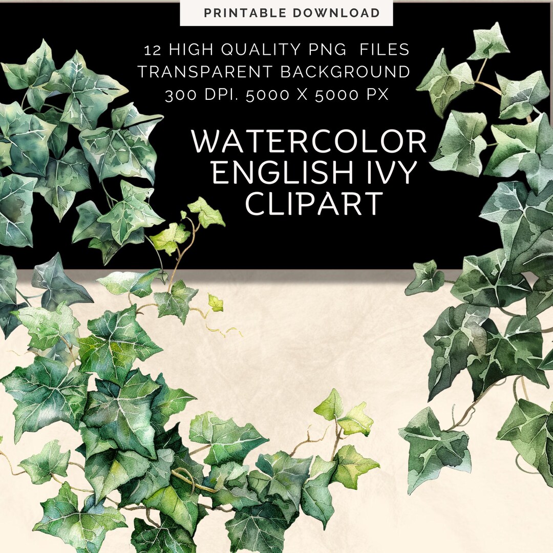 Watercolor Ivy Clip Art,digital Climbing Ivy Vines Clipart, PNG Format ...