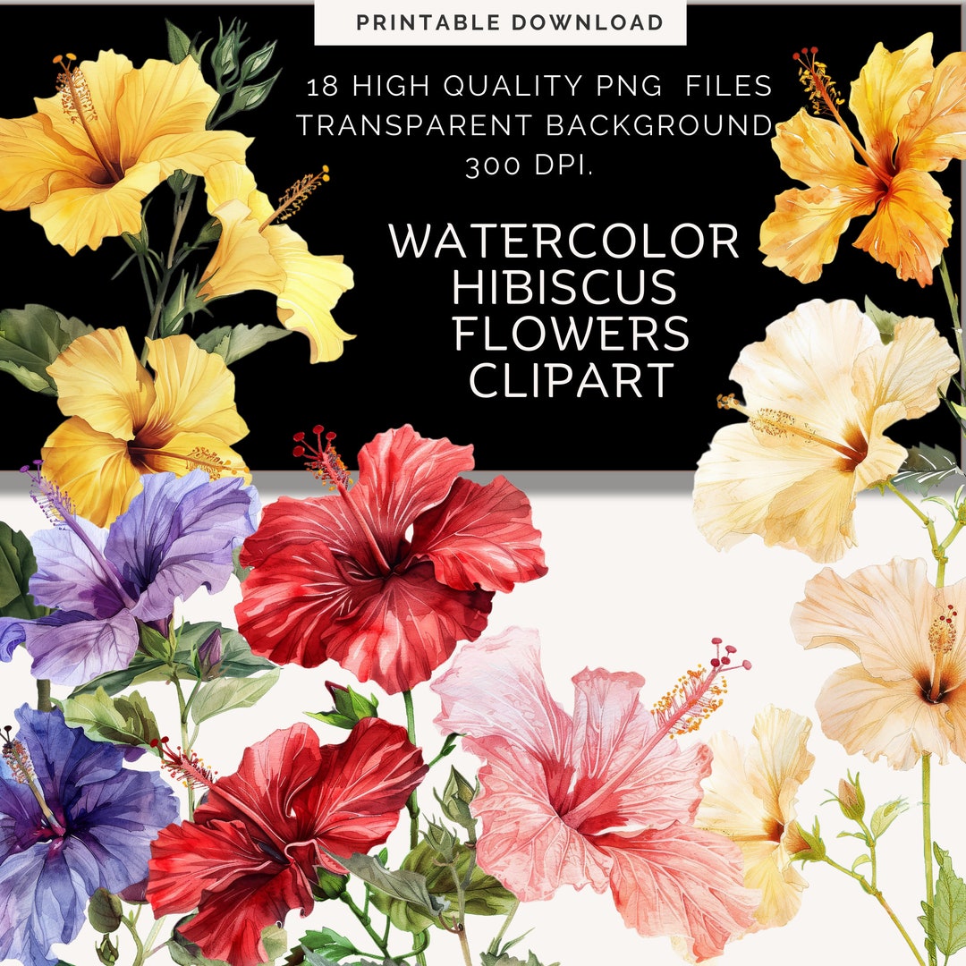 Watercolor Hibiscus Clipart, Tropical Flower PNG Files for Wedding ...