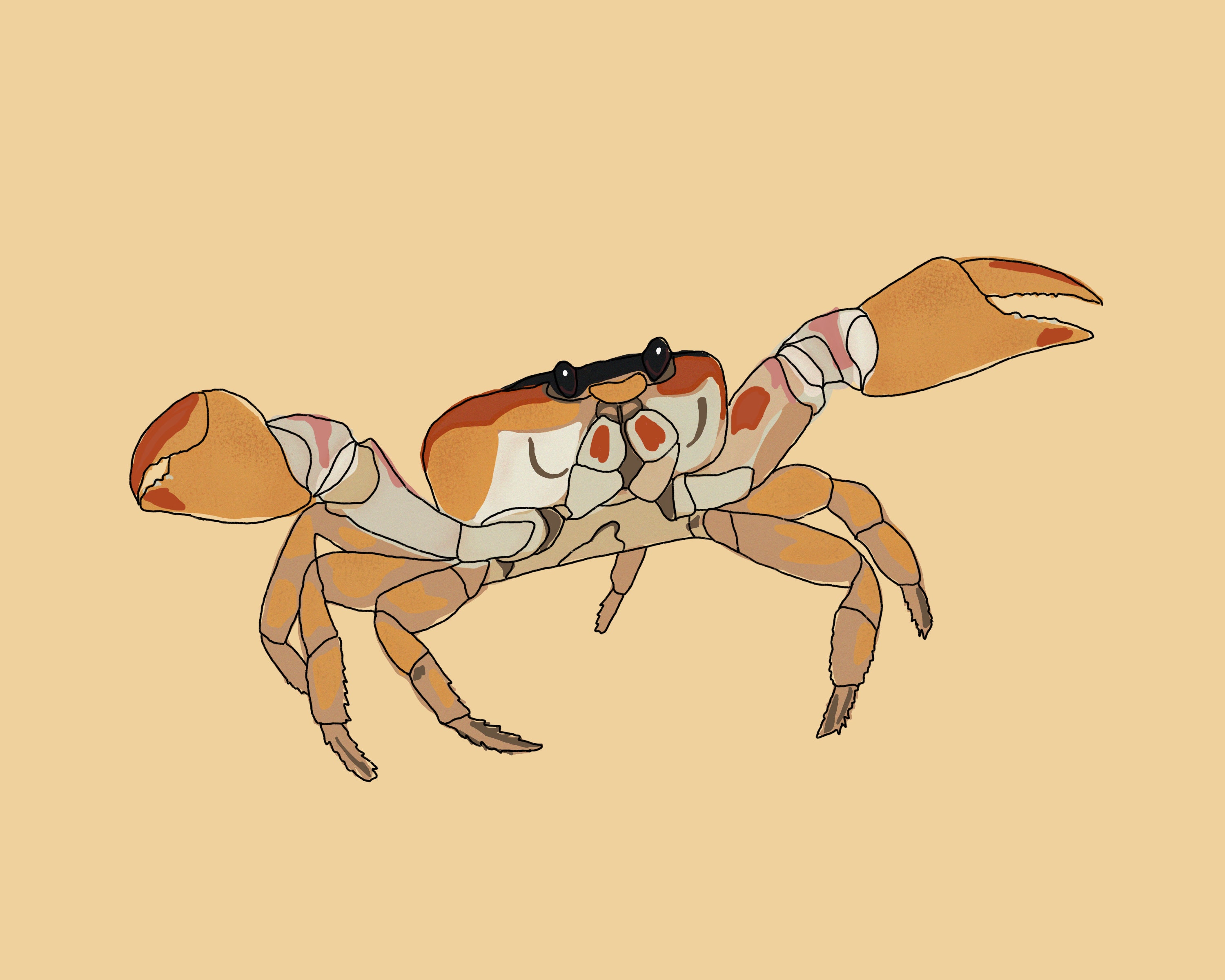 Crab Drawing, Digital Download, Ocean Art, Illustration, Animal Art ...