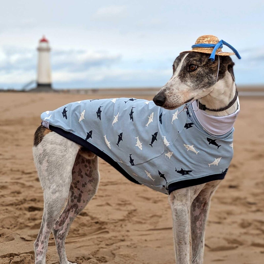 Blas & Co Shark Snappies Hound T-shirt - Greyhound Whippet T-shirt ...
