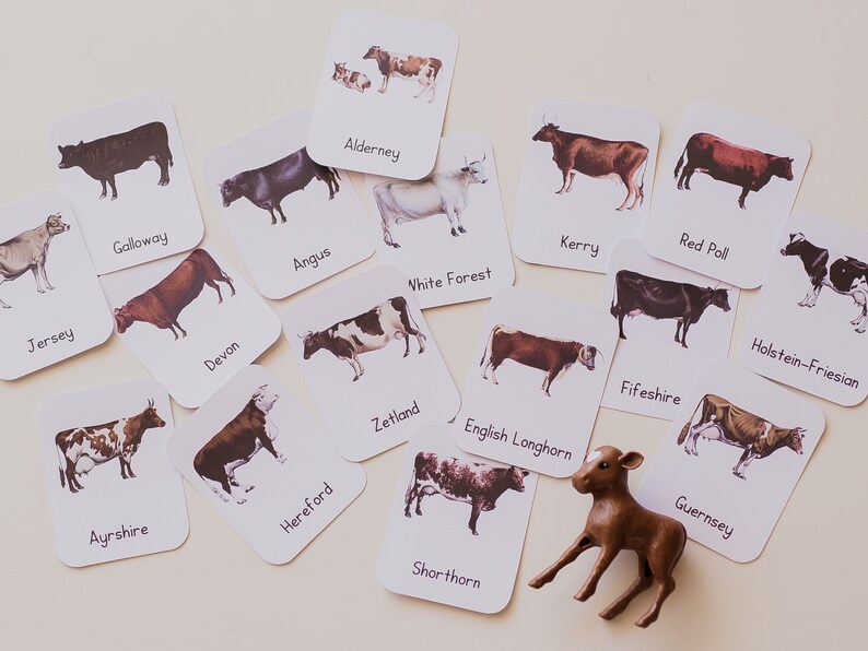 Cow Breed Flashcards - Great Addition to Farm Animal Unit Study ...