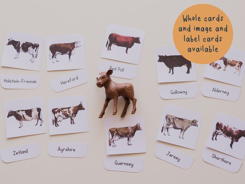 Cow Breed Flashcards, Poster, and Anatomy of a Dairy Cow Mini-bundle ...