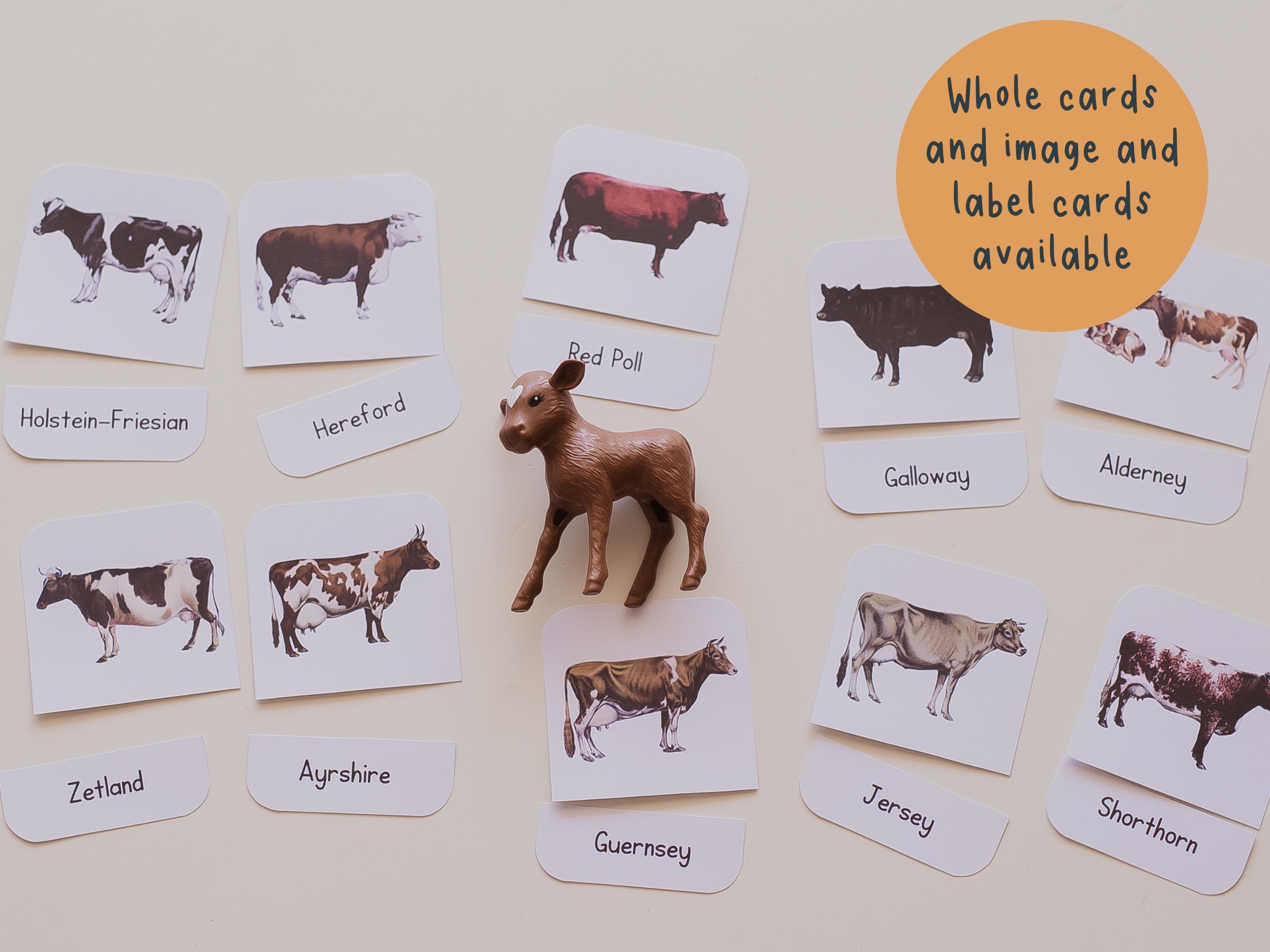 Cow Breed Flashcards Poster and Anatomy of a Dairy Cow - Etsy