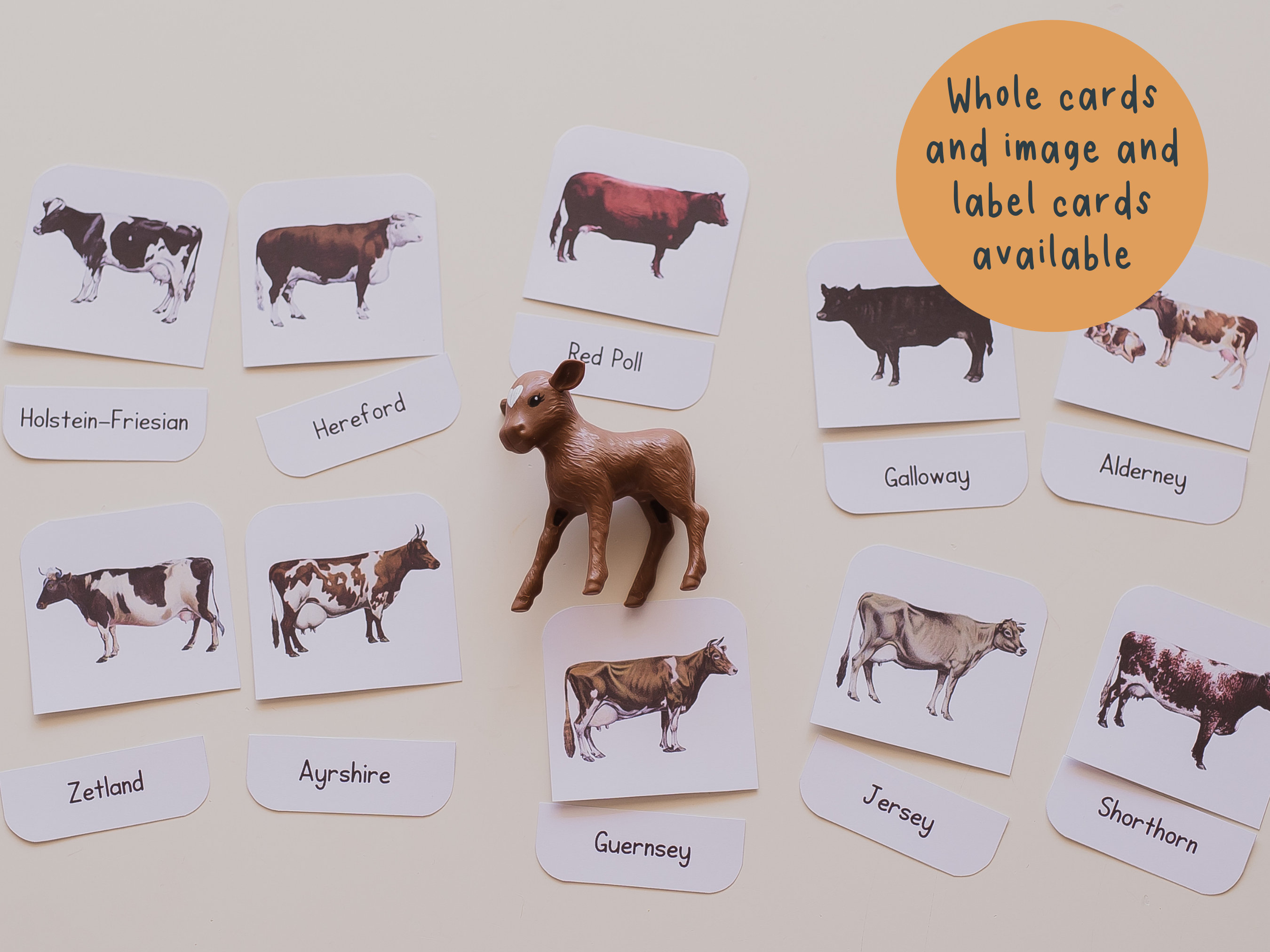 Cow Breed Flashcards - Great Addition to Farm Animal Unit Study ...