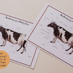 Anatomy of a Dairy Cow - Label the Diagram - Fill in the Blanks for ...
