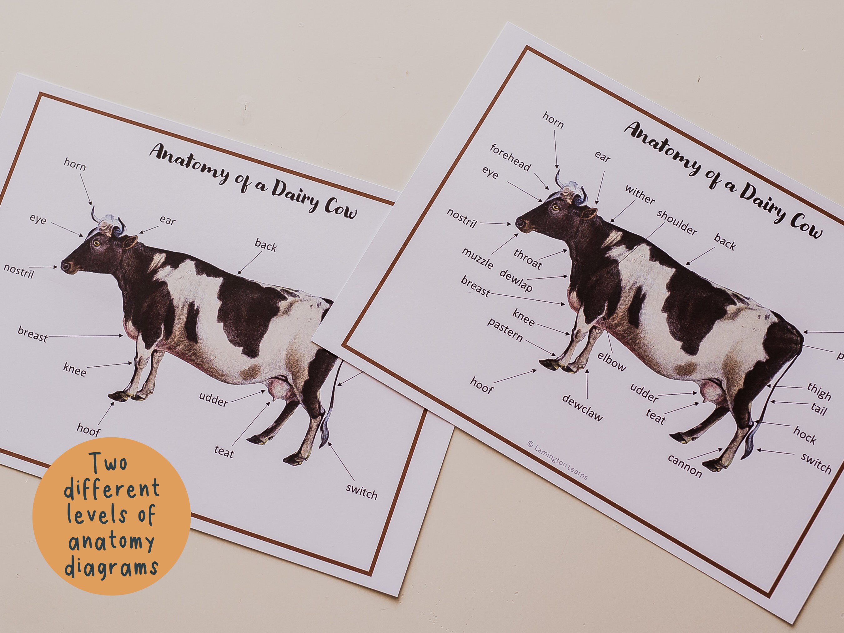 Anatomy of a Dairy Cow - Label the Diagram - Fill in the Blanks for ...