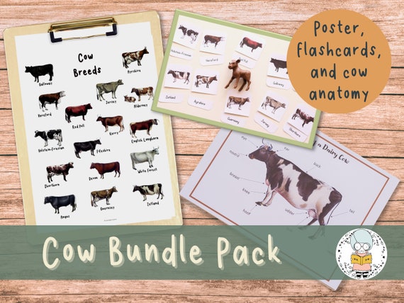 Cow Breed Flashcards Poster and Anatomy of a Dairy Cow - Etsy UK