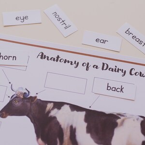 Anatomy of a Dairy Cow - Label the Diagram - Fill in the Blanks for ...