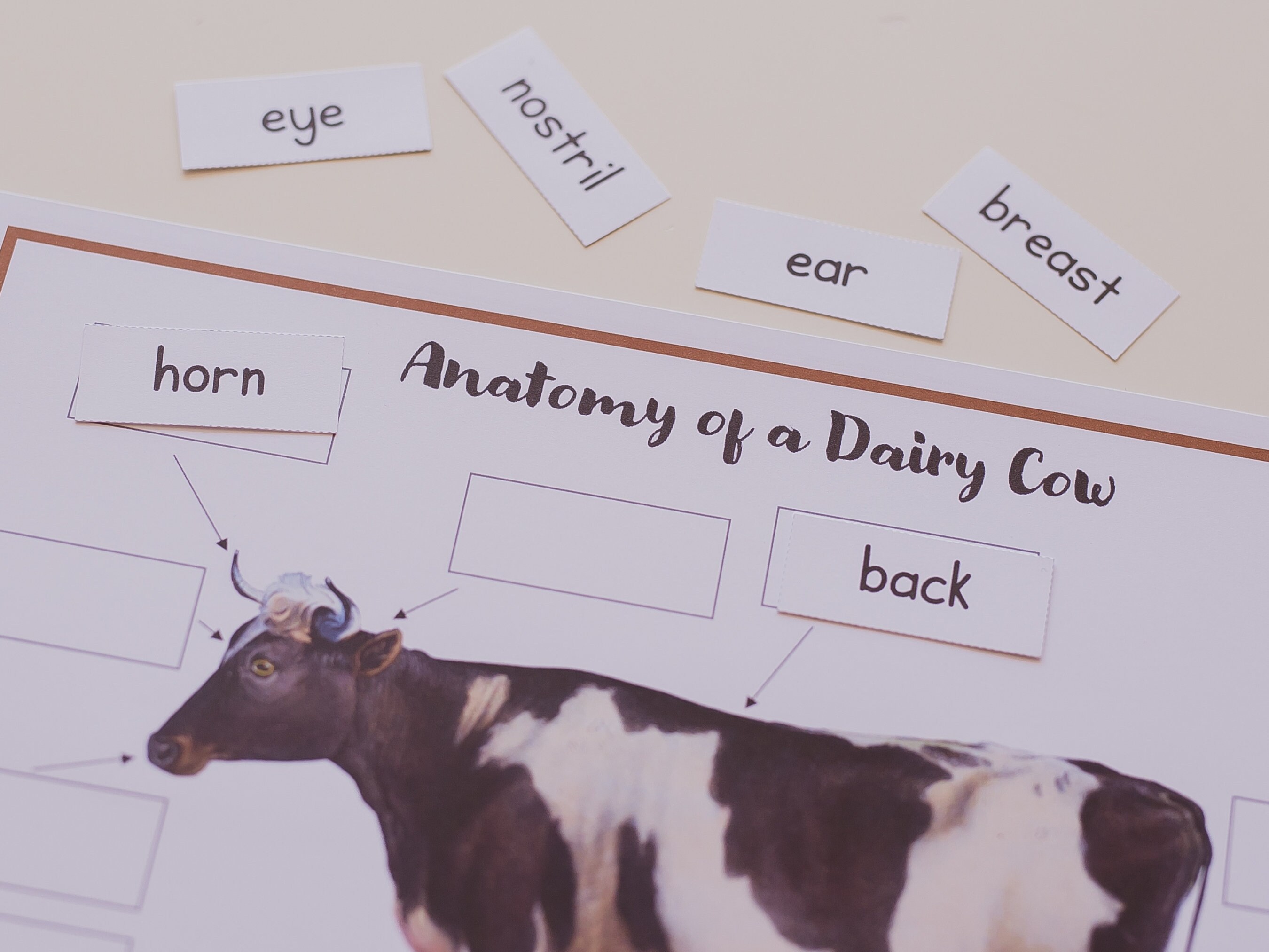 Anatomy of a Dairy Cow - Label the Diagram - Fill in the Blanks for ...