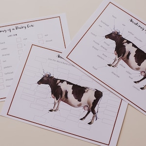 Anatomy of a Dairy Cow - Label the Diagram - Fill in the Blanks for ...