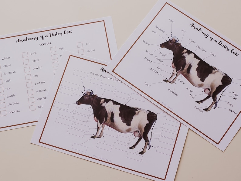 Anatomy of a Dairy Cow - Label the Diagram - Fill in the Blanks for ...