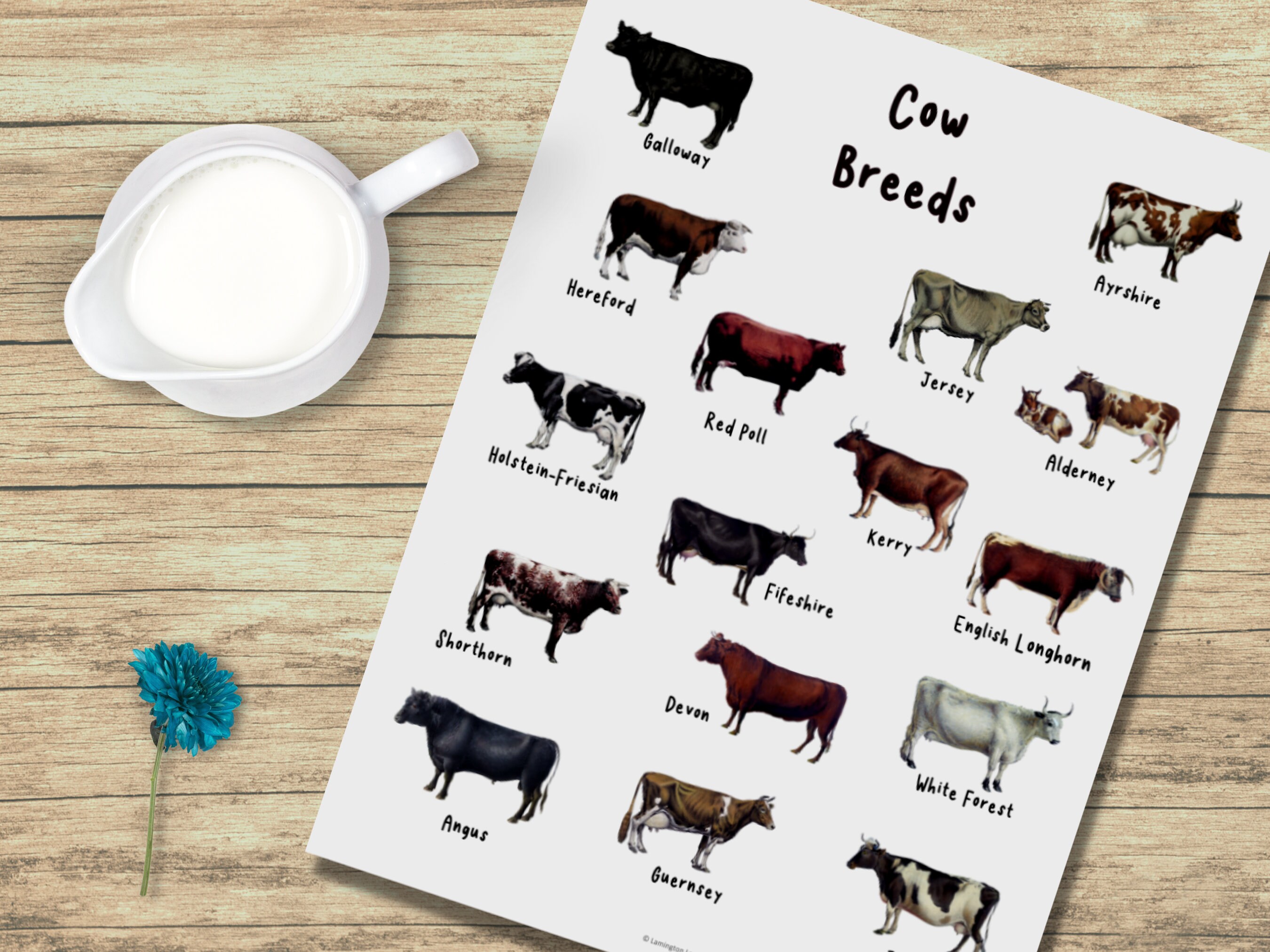 Cow Breed Handout - Wall Poster or Lapbook Handout for Homeschoolers ...