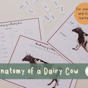 Anatomy of a Dairy Cow - Label the Diagram - Fill in the Blanks for ...