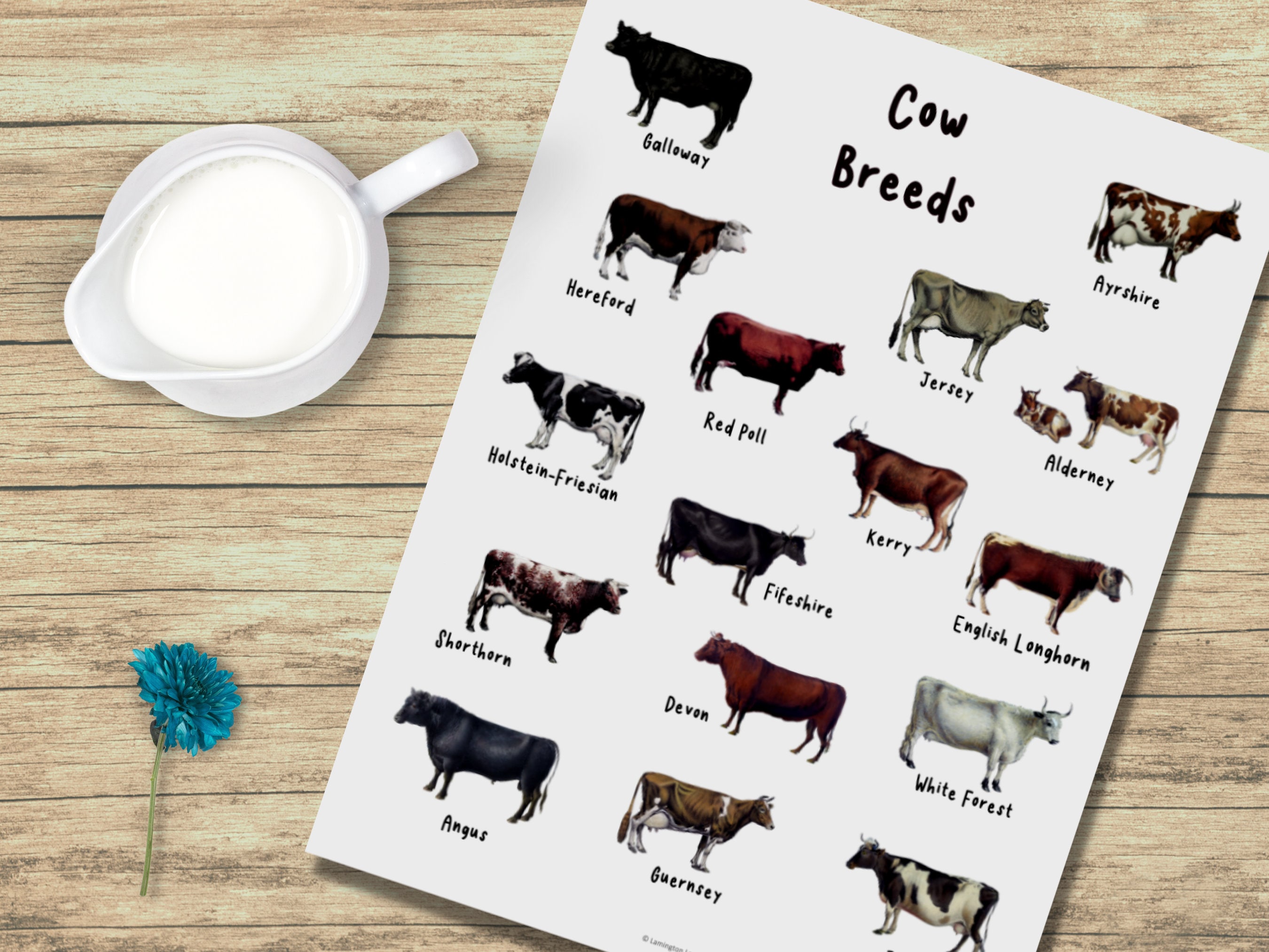 Cow Breed Flashcards Poster and Anatomy of a Dairy Cow - Etsy Canada