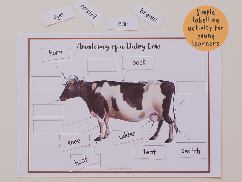 Anatomy of a Dairy Cow - Label the Diagram - Fill in the Blanks for ...