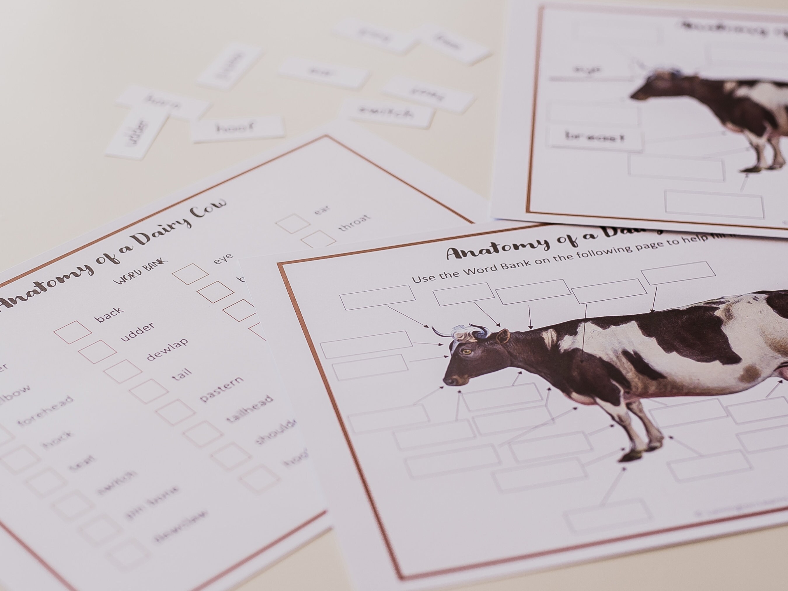 Anatomy of a Dairy Cow - Label the Diagram - Fill in the Blanks for ...