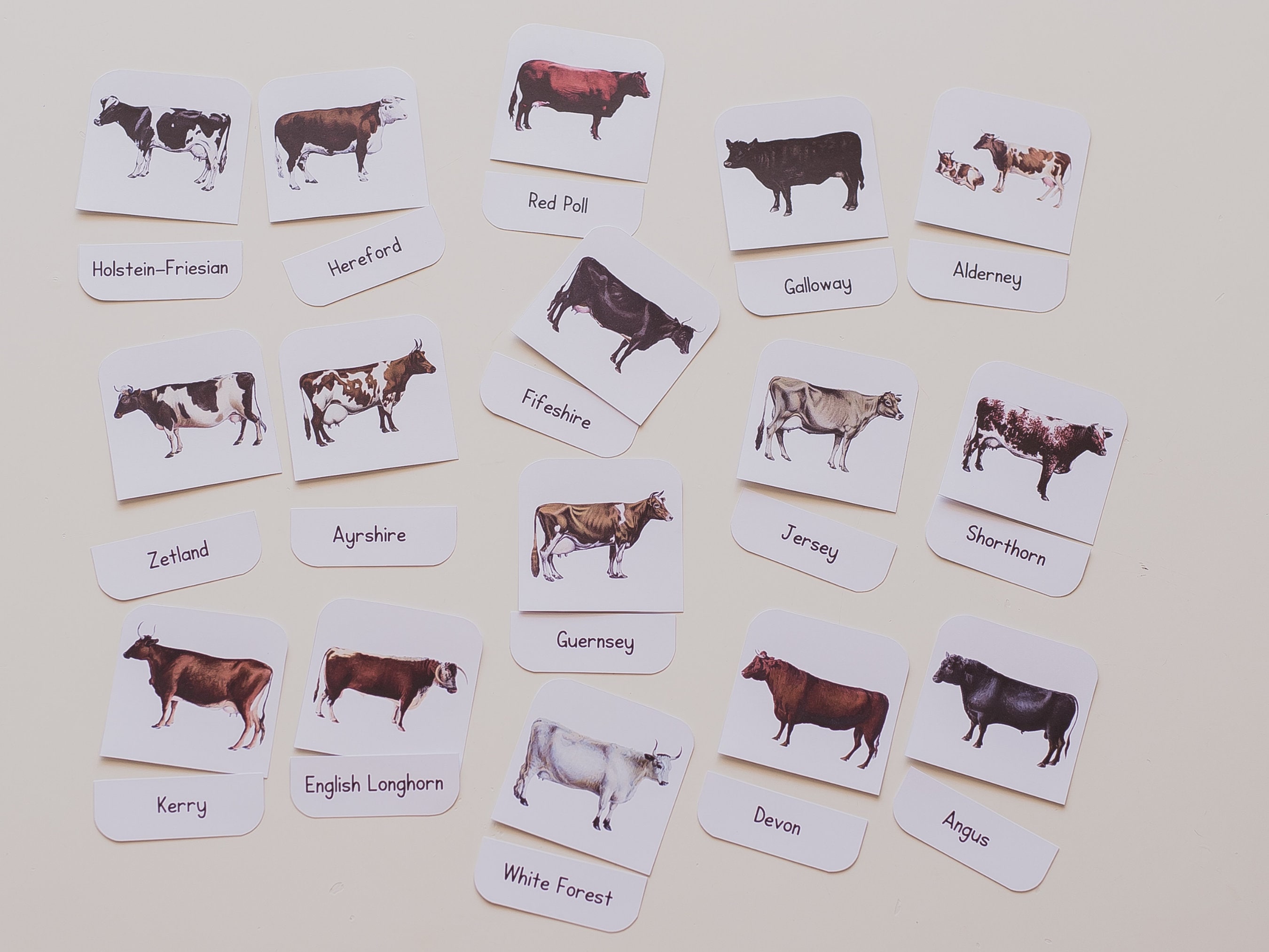Cow Breed Flashcards - Great Addition to Farm Animal Unit Study ...