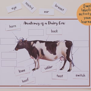 Cow Breed Flashcards, Poster, and Anatomy of a Dairy Cow Mini-bundle ...