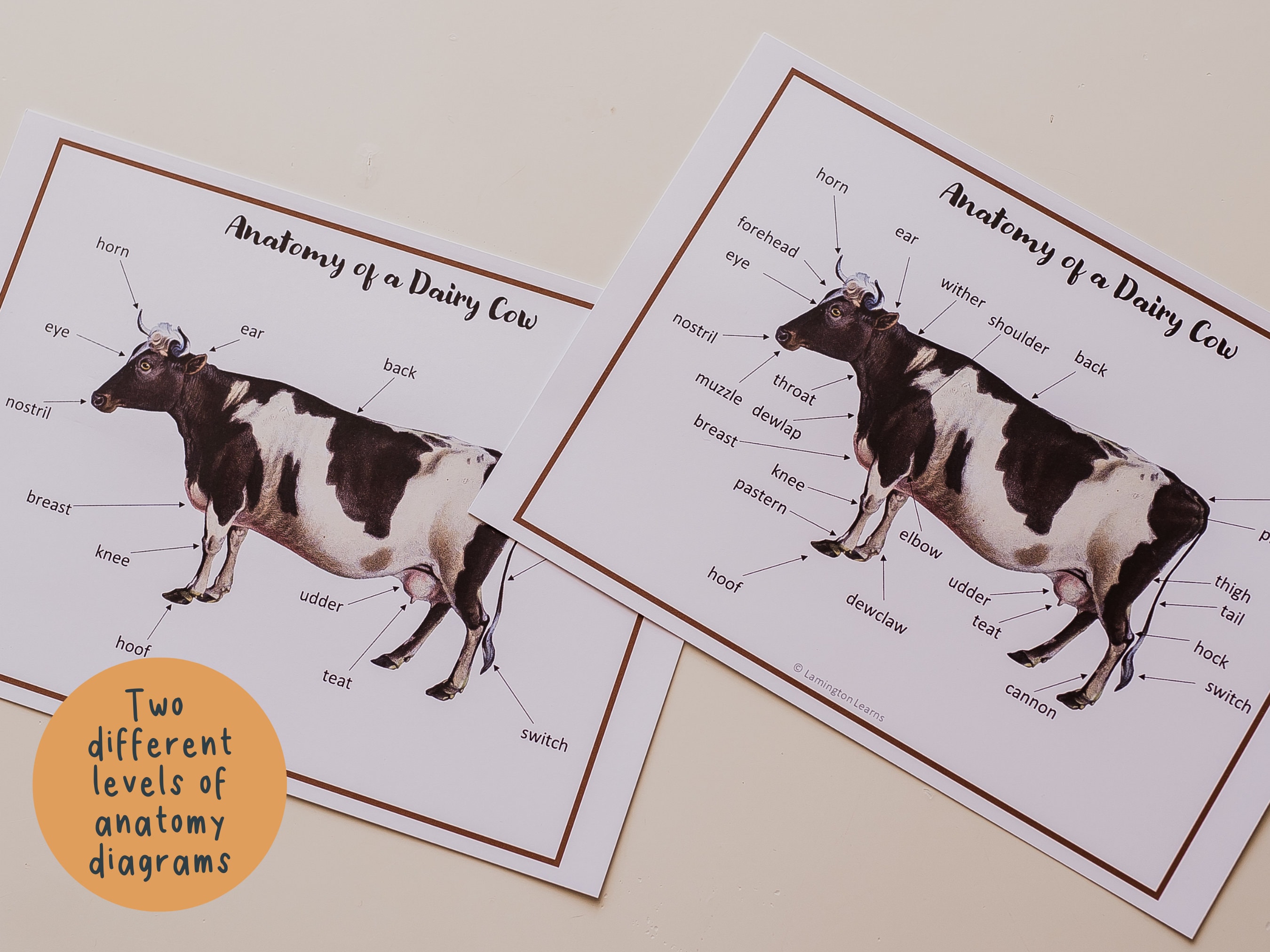 Cow Breed Flashcards Poster and Anatomy of a Dairy Cow - Etsy Canada