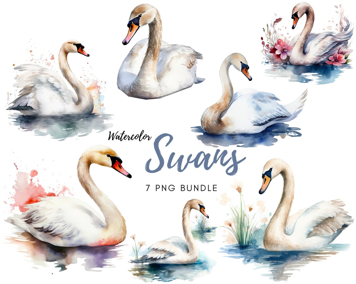 Swan Art, Watercolor Swan Clipart, Watercolor Swans, Swan Clipart ...