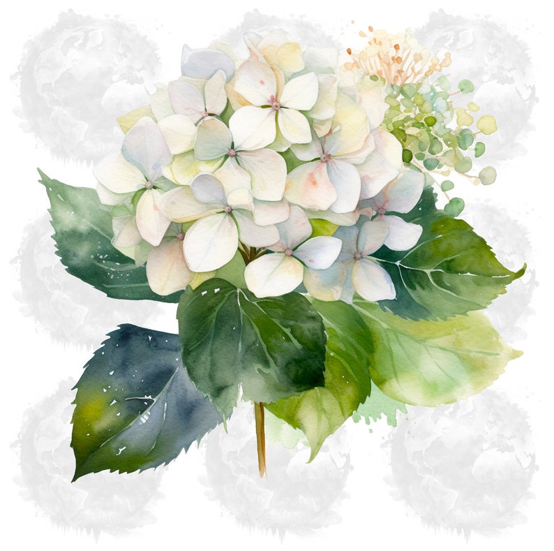 Hydrangea Art Watercolor Hydrangea Clipart Watercolor - Etsy
