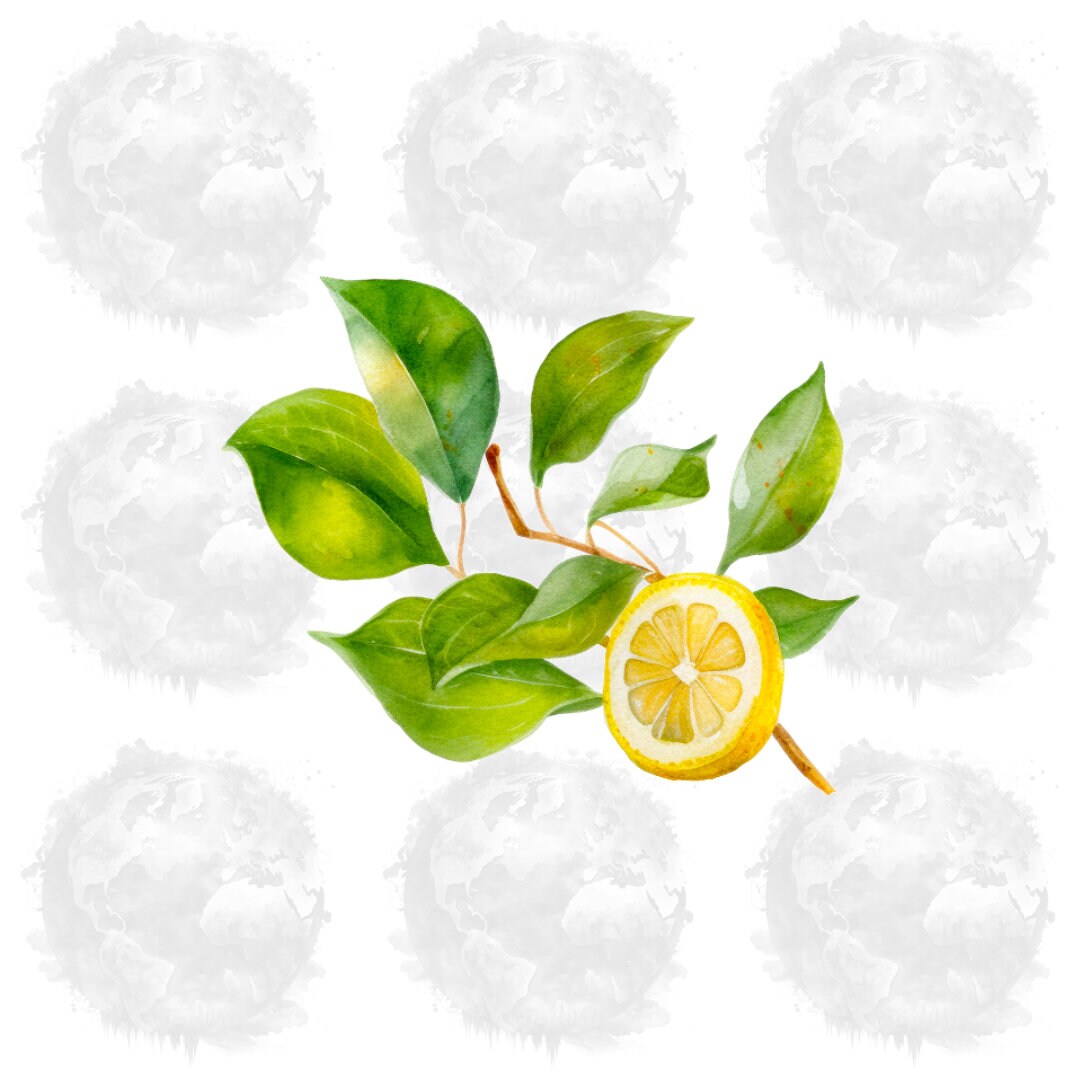 Lemon Art Watercolor Lemon Clipart Watercolor Lemons Lemon - Etsy