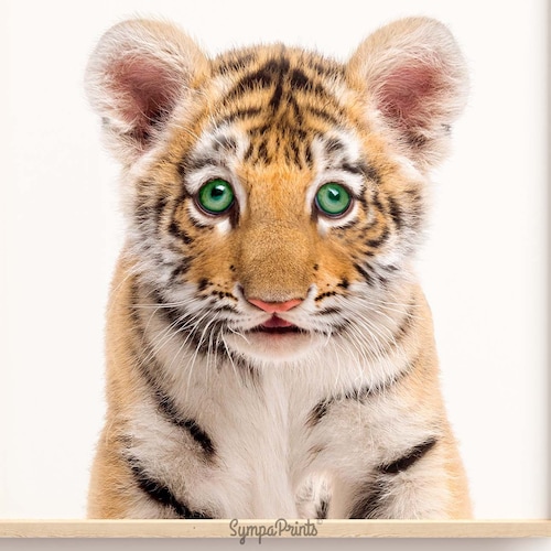 Tiger Print White Tiger Cub Art Baby Animal Prints Woodland - Etsy