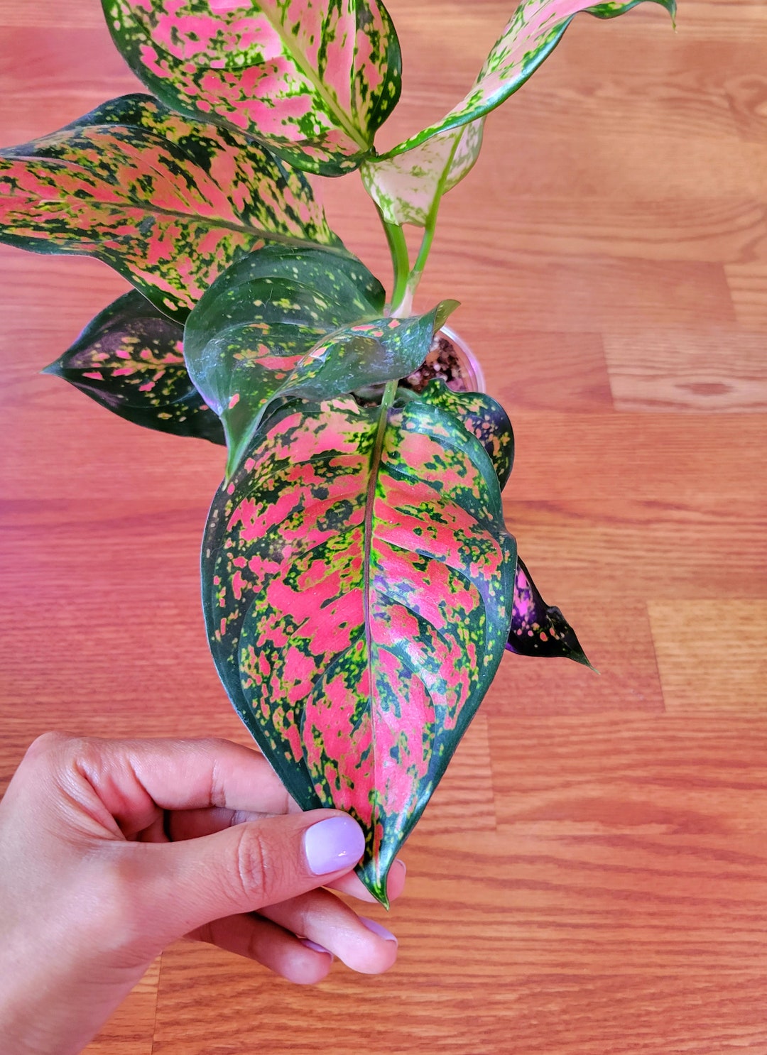 Aglaonema Ruby Ray - Etsy