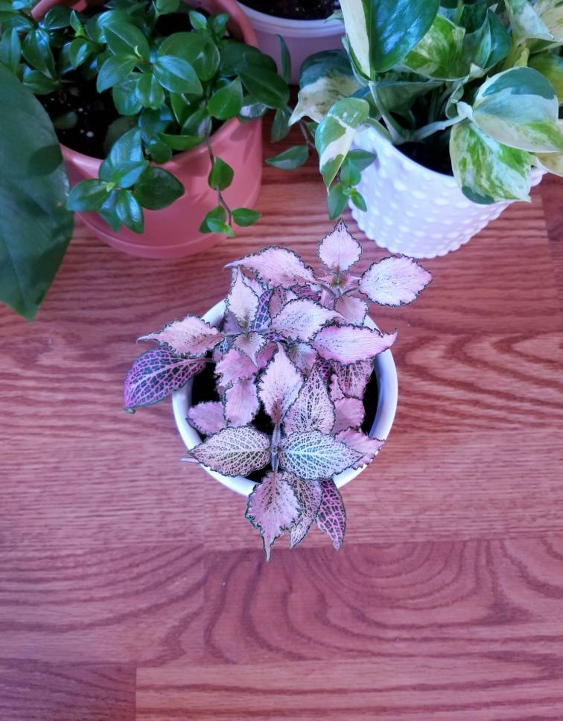 Fittonia Albivenis frankie | Etsy