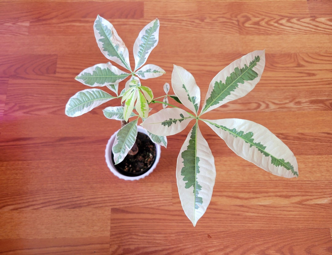 Variegated Money Tree - Etsy