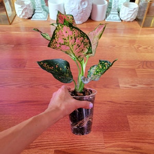 Aglaonema Ruby Ray - Etsy