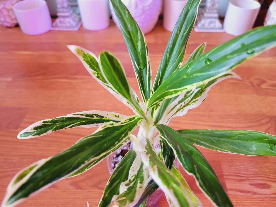 Bamboo Aglaonema - Etsy