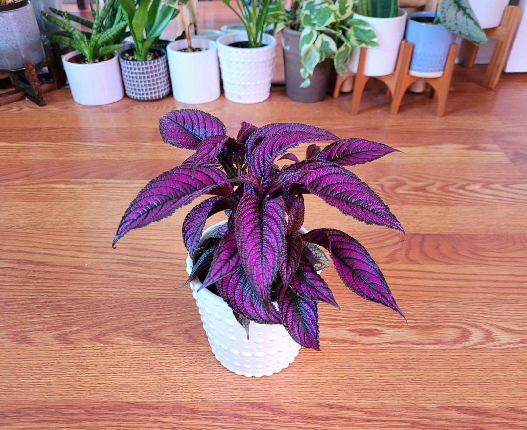 Persian Shield / Royal Purple - Etsy