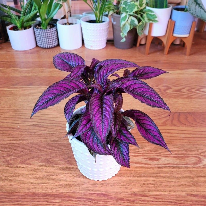 Black Purple Coelius - Etsy