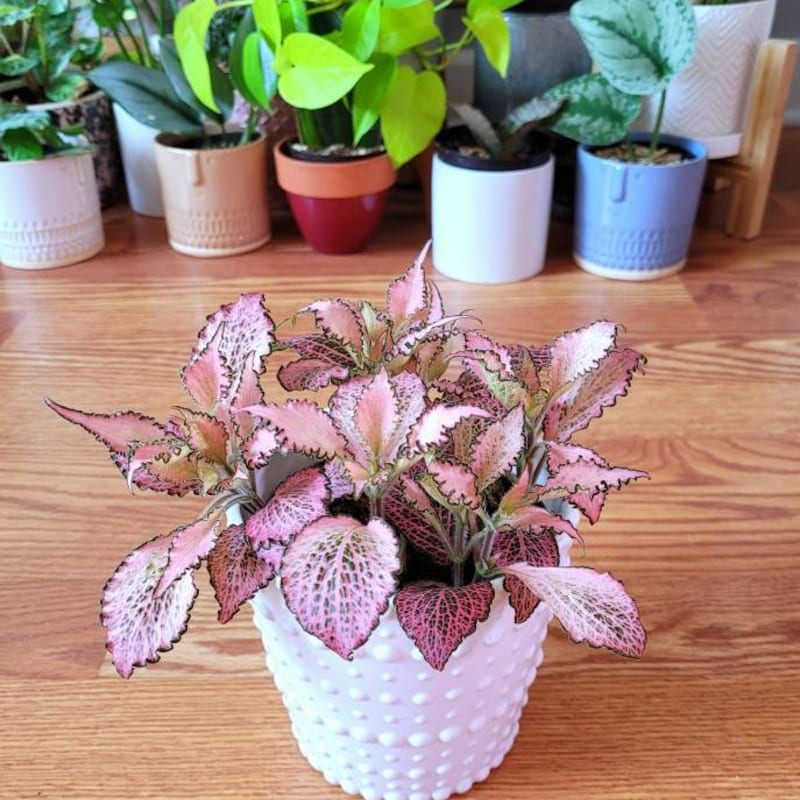 Fittonia - Etsy