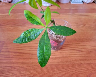 Variegated Money Tree Albo Variegated Pachira Aquatica Variegated / on ...