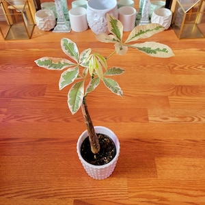 Variegated Money Tree - Etsy
