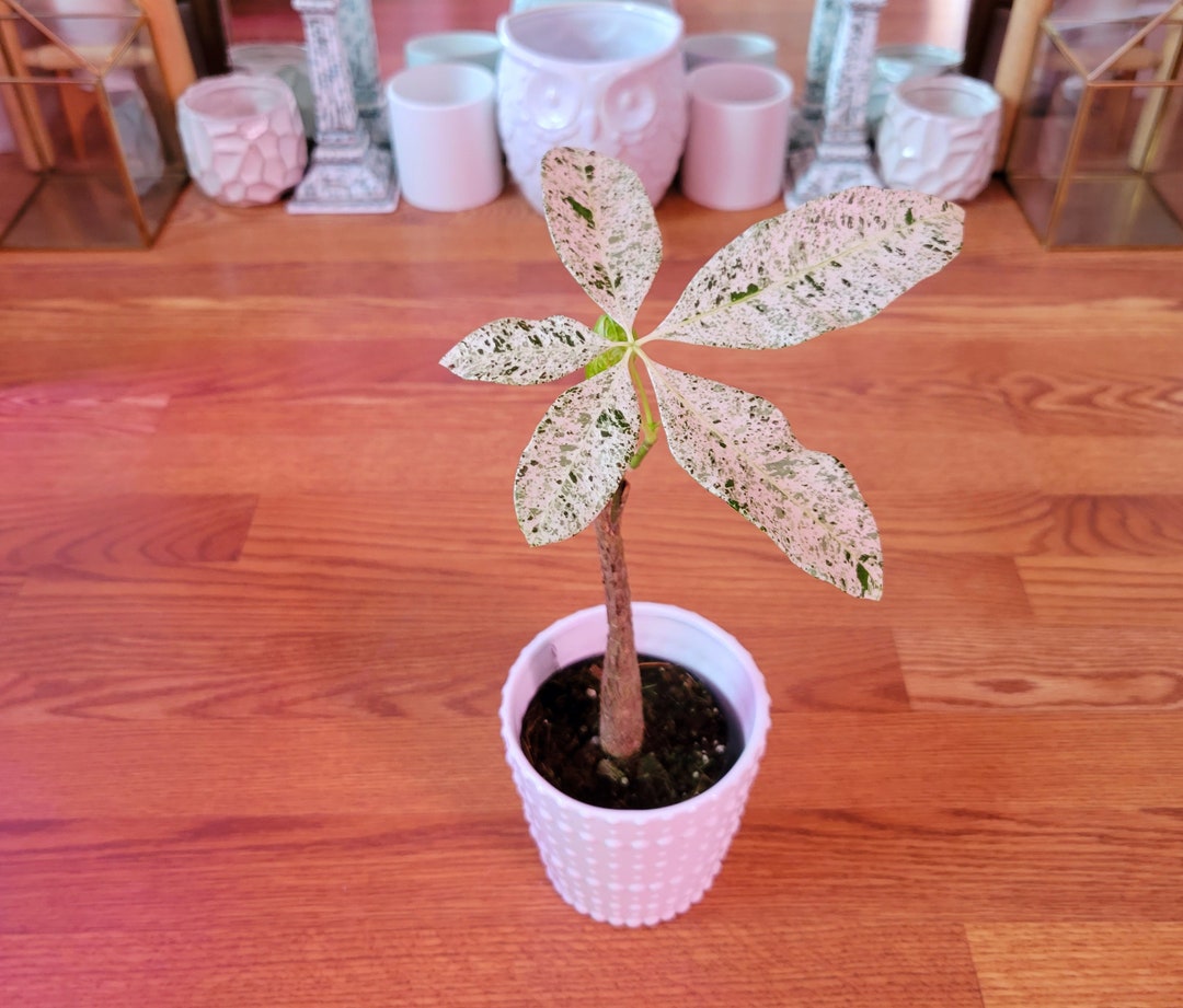 Variegated Money Tree - Etsy