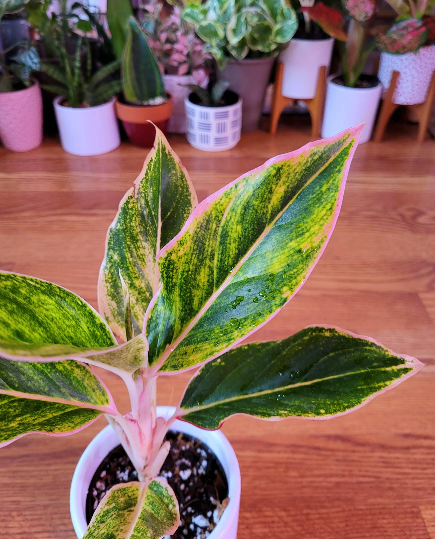 Aglaonema Pink Aurora - Etsy