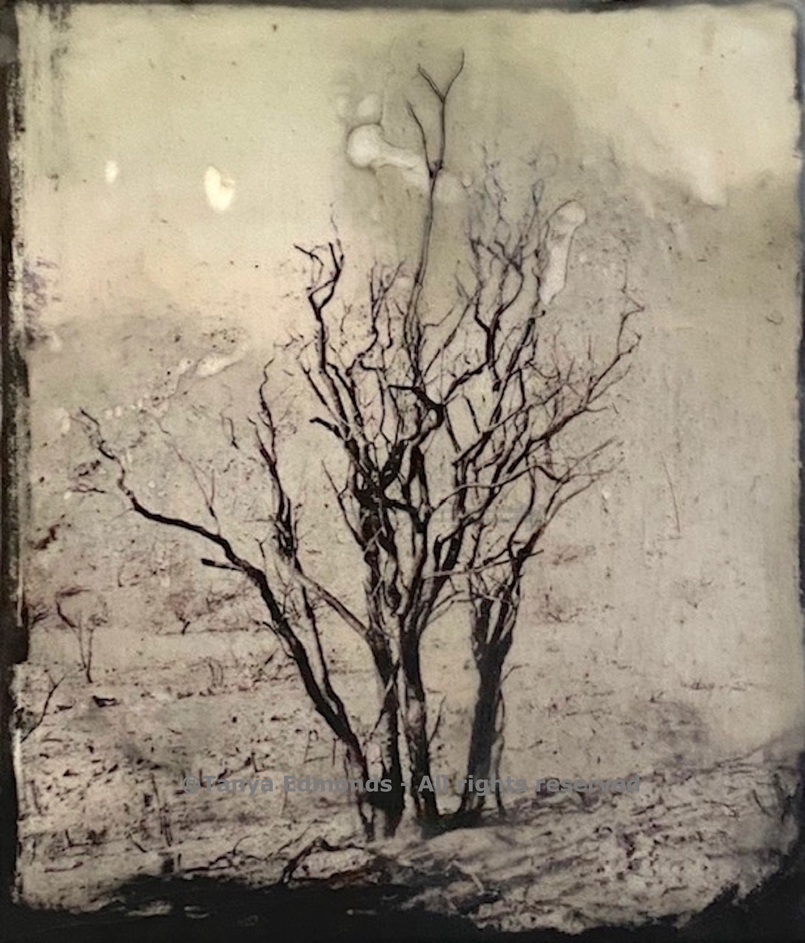 Redlands - Original Encaustic Photo-painting, Tree, Branches, Nature ...