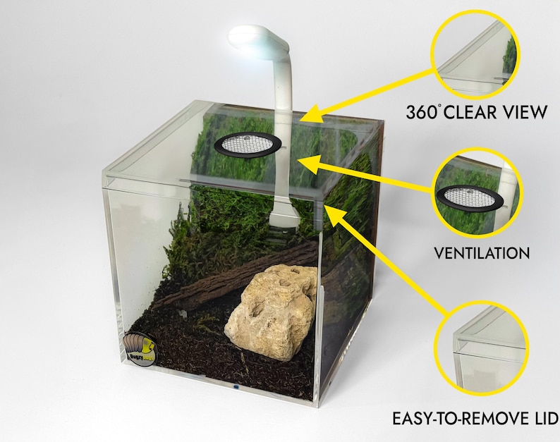 Clear Acrylic Vivarium 4" Vented Terrarium for Isopods and Small Bugs ...