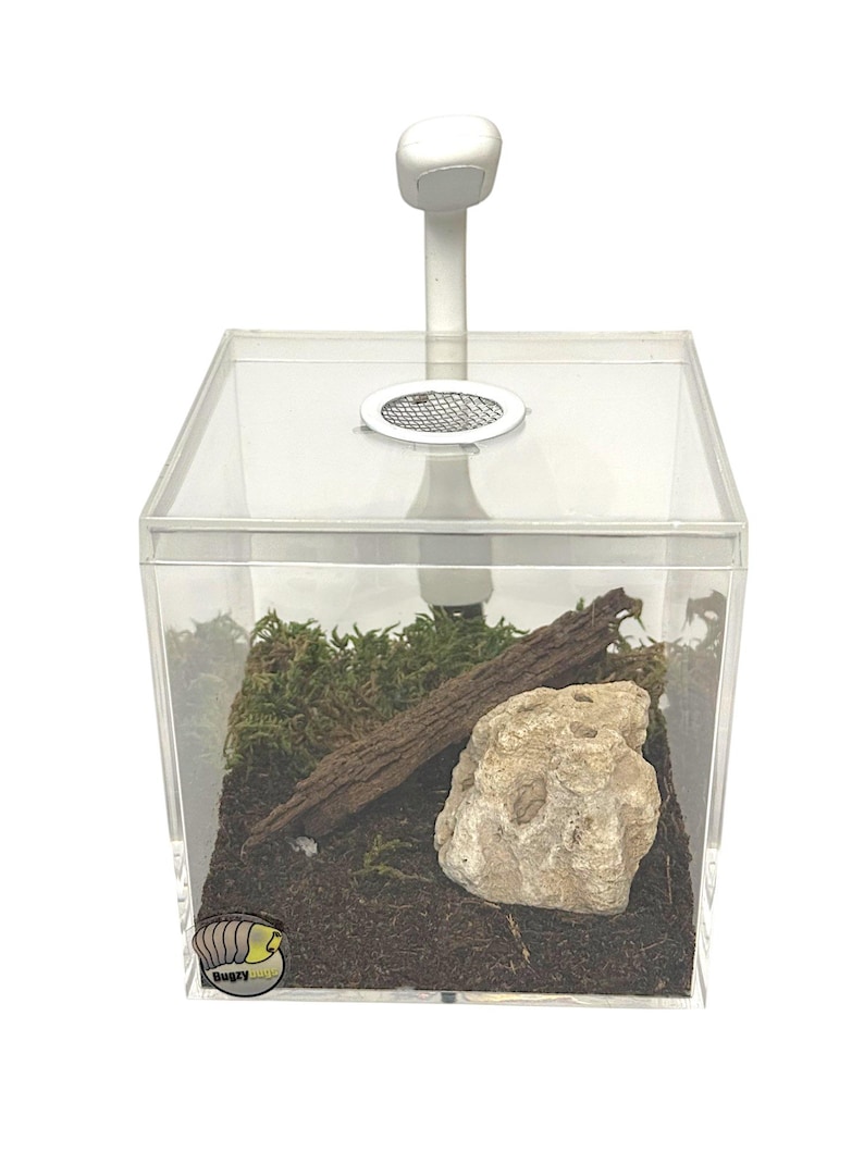Clear Acrylic Vivarium 4" Vented Terrarium for Isopods and Small Bugs ...
