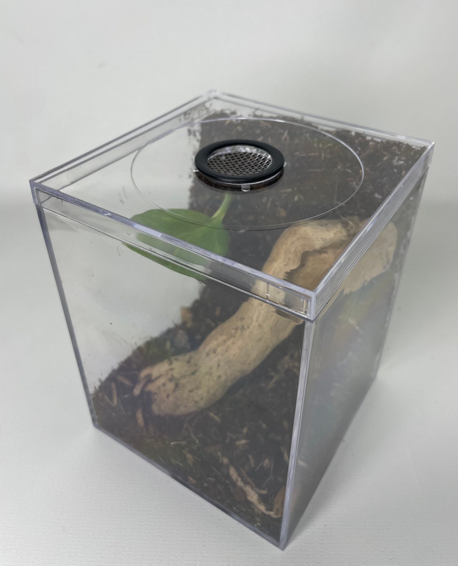 Invertebrate container habitat mini vivarium spider isopods | Etsy